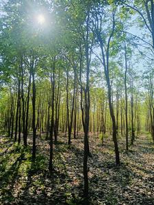 Residential 200 Sqft Plot for sale at Bhogapuram, | Property ID - 18143793